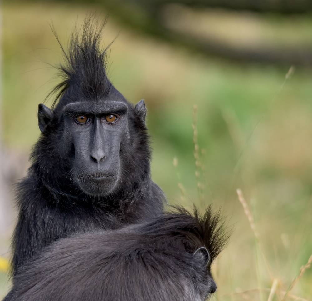 Monyet Rambut Punk ini Adalah Satwa Asli Indonesia