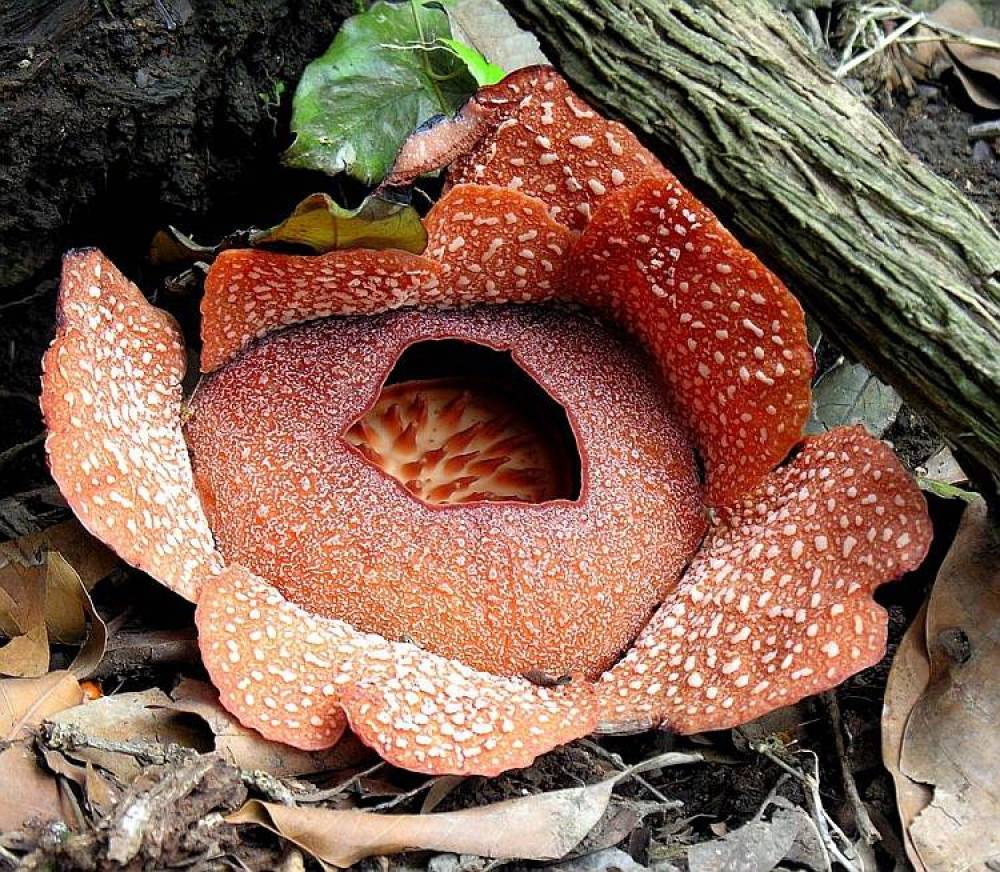 Mengenal Rafflesia yang tumbuh di Pulau Jawa