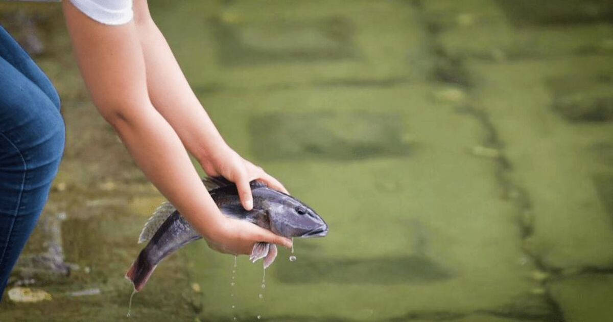 Tradisi Fang Sheng, Melepas Satwa Hidup Kembali ke Habitatnya