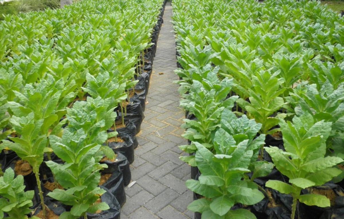 Budidaya Tembakau di Dataran Rendah, Memang Bisa?