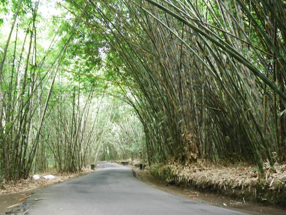 Suasana Hutan Bambu Arashiyama di Bali