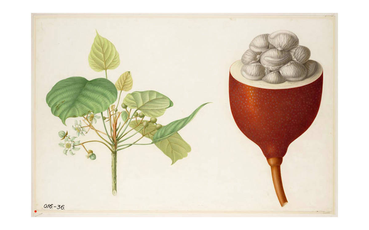 Istilah 'Mabuk Kepayang', Ternyata Berasal dari Buah ini