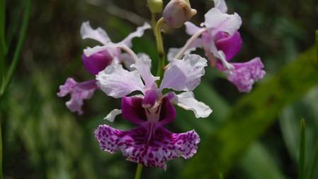 160 Spesies Anggrek Ditemukan di Bengkulu. Beberapa di Antaranya Hanya ...