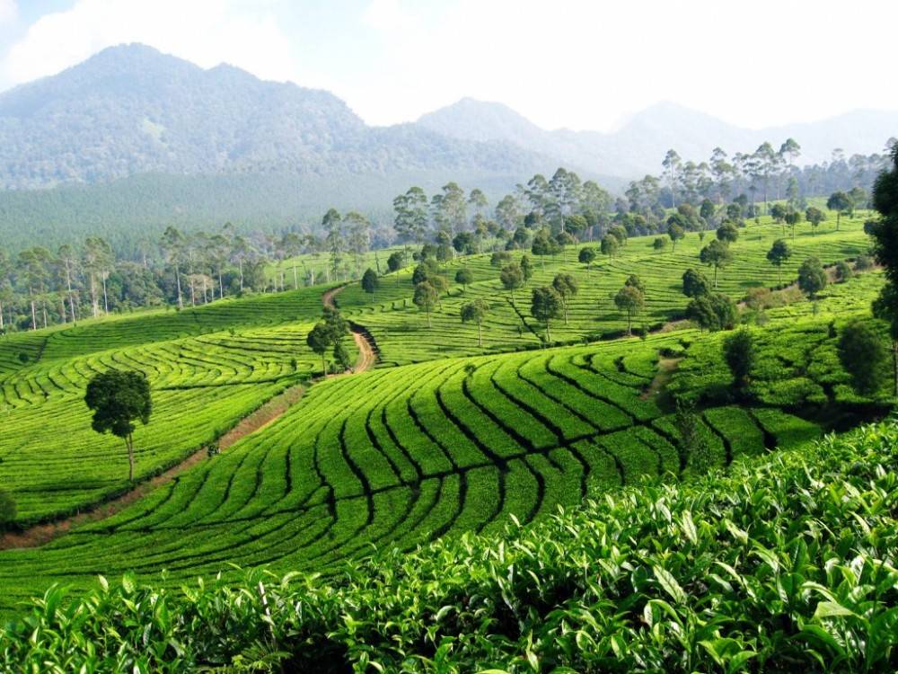 Bersama Parongpong, Bikin Bumi Jadi 'Plong'