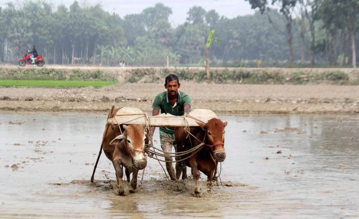 Datang dari Bumi Sasak, Menjaga Tradisi Malean Sampi sebagai Wujud Rasa ...