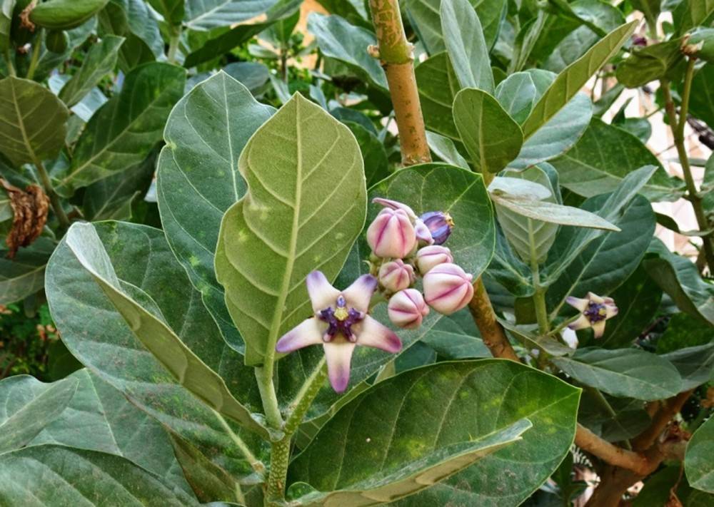 Widuri, Diabaikan tapi Punya Banyak Khasiat