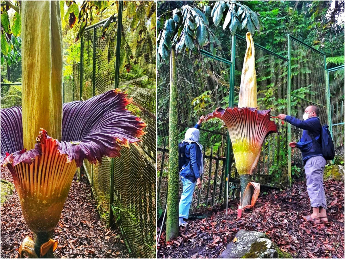Bunga Bangkai Raksasa Mekar ke 7 Kalinya di Kebun Raya Cibodas