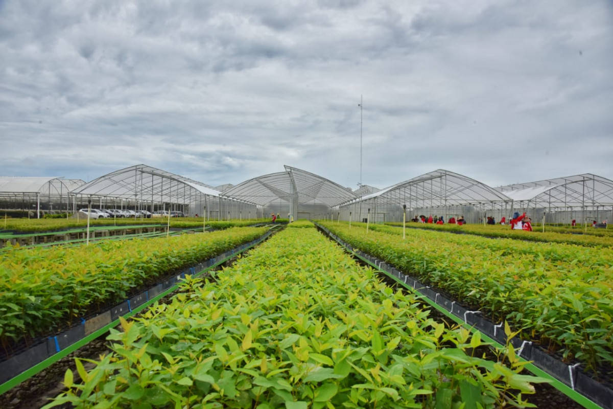 Pusat Persemaian Modern Rumpin, Harapan untuk Solusi Degradasi dan ...