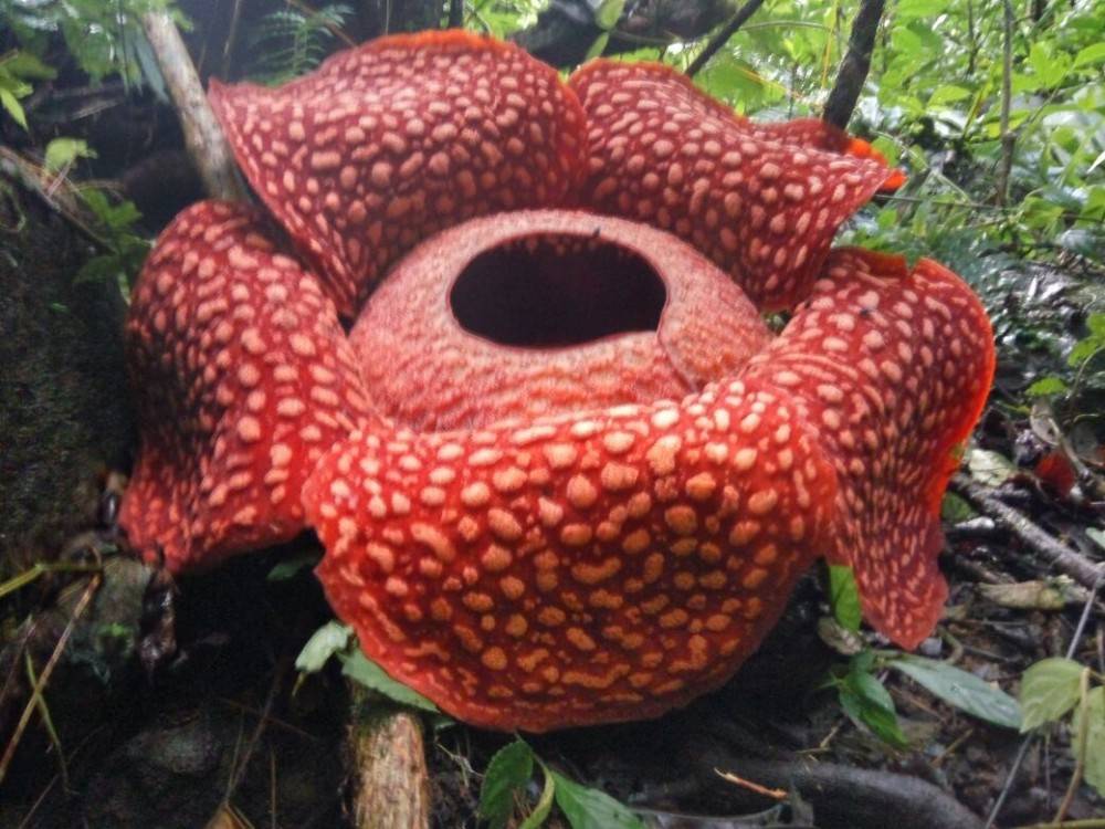 Mekarnya Rafflesia Terbesar di Tanah Minangkabau