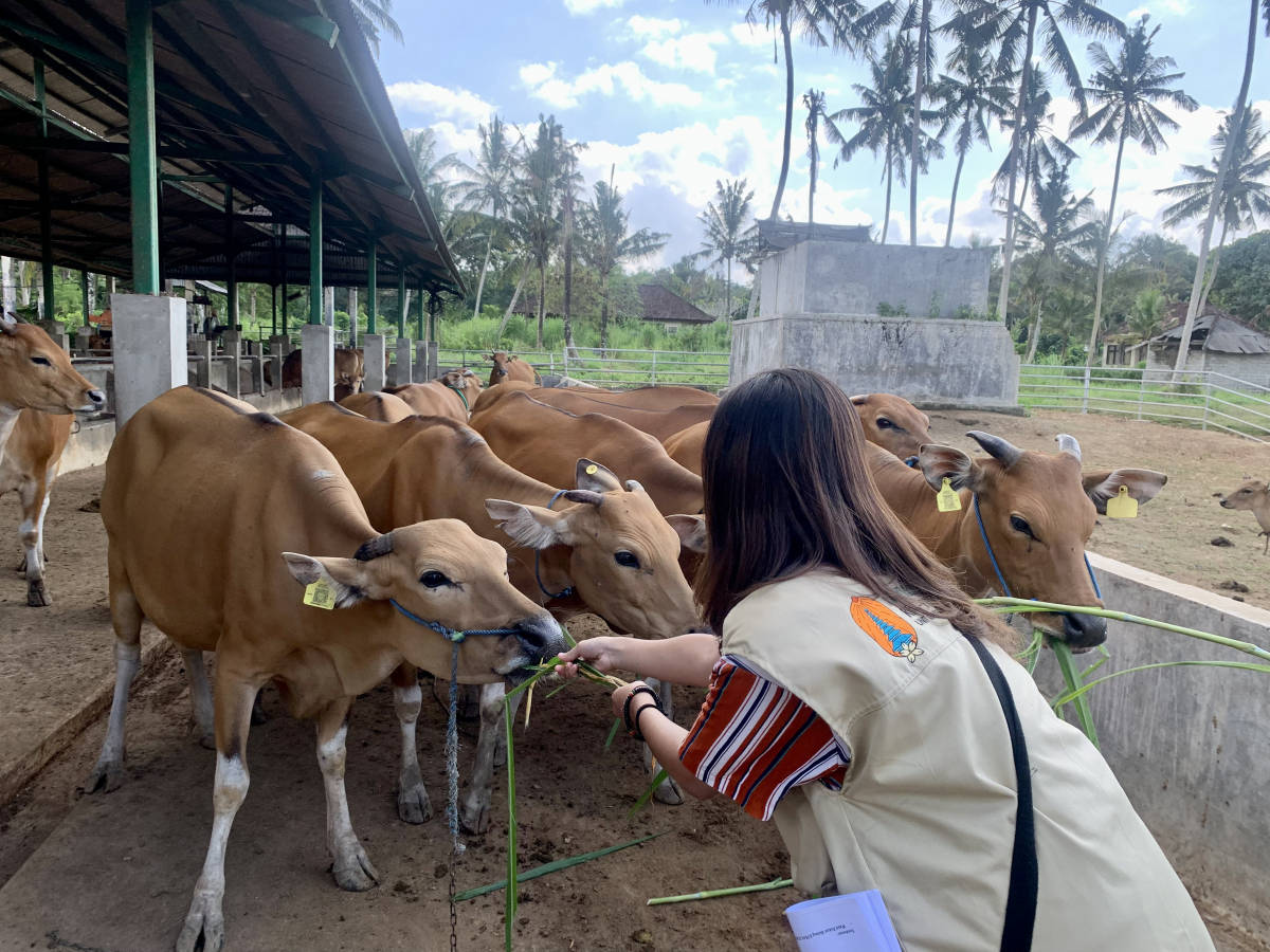 u201cSapi Berkaus Kakiu201d dan Desa Sobangan, Mengwi