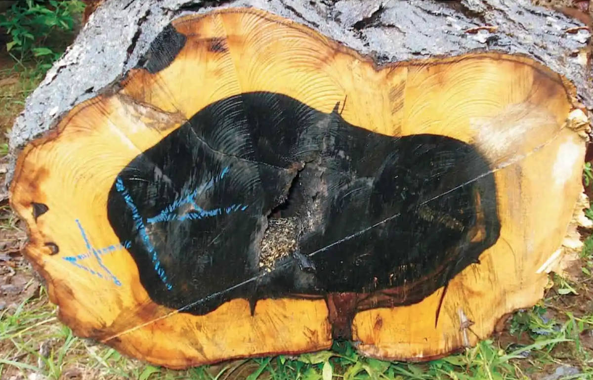 Kayu Hitam Sulawesi, Kayu Mewah yang Cuma Ditemukan di Indonesia