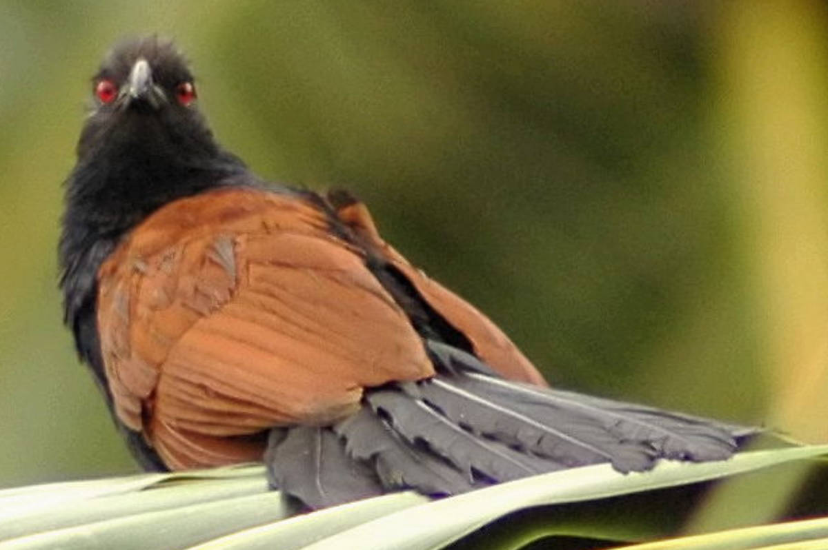 Mengenal Burung Bubut, Burung yang Kian Langka untuk Dijumpai