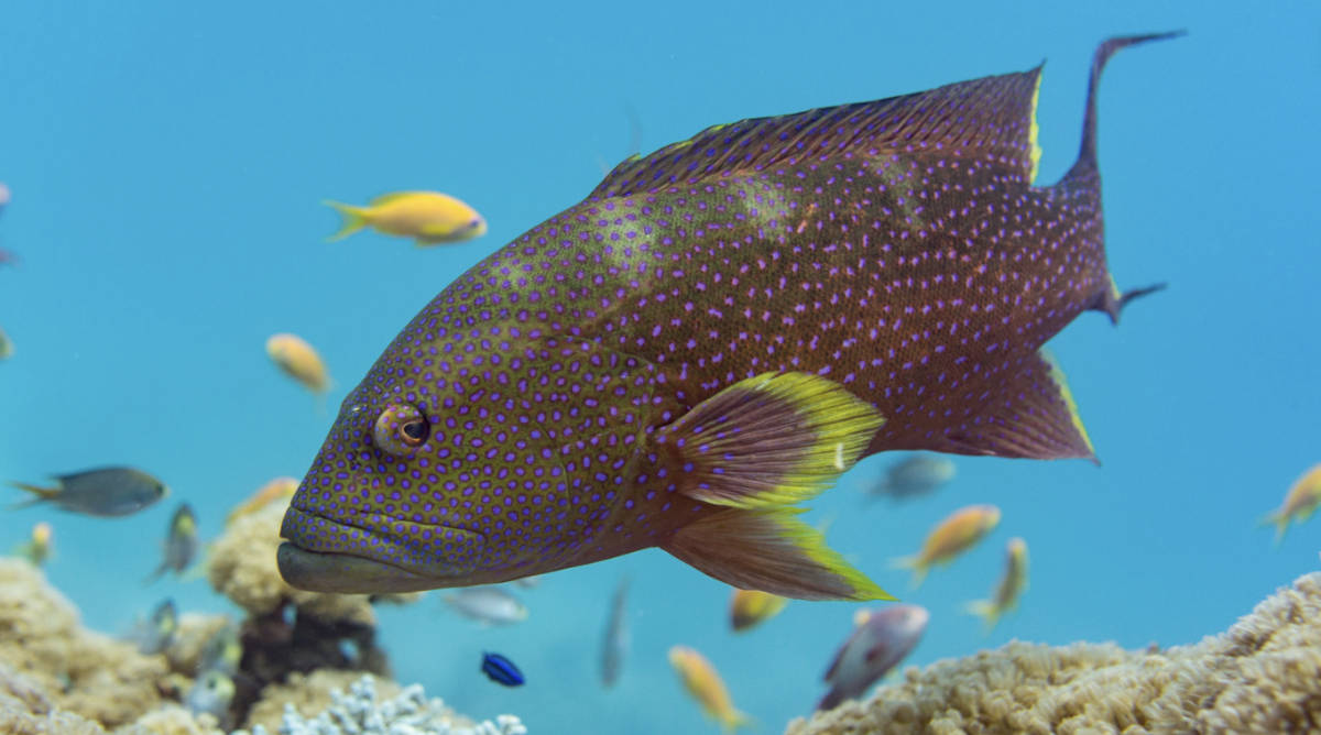 Mengenal Ciri dan Jenis-jenis Ikan Kerapu di Indonesia