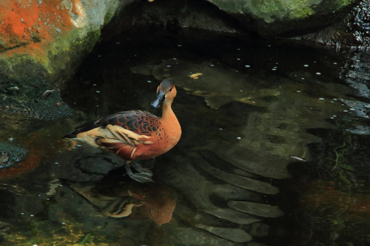 Daya Pikat Belibis: Keindahan Siulan yang Bisa Dihargai Jutaan Rupiah