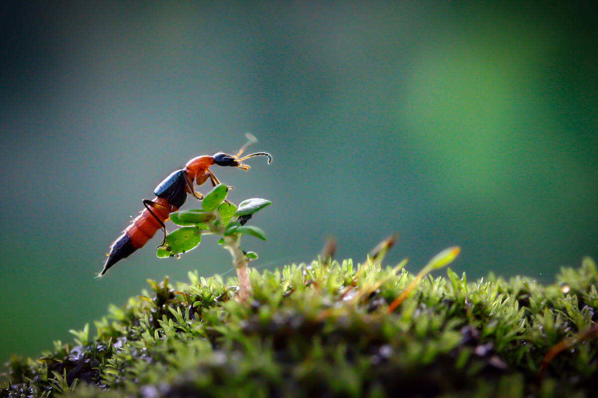 Pernah Mewabah di Indonesia, Bahaya Tomcat Ternyata Tidak Seperti yang ...