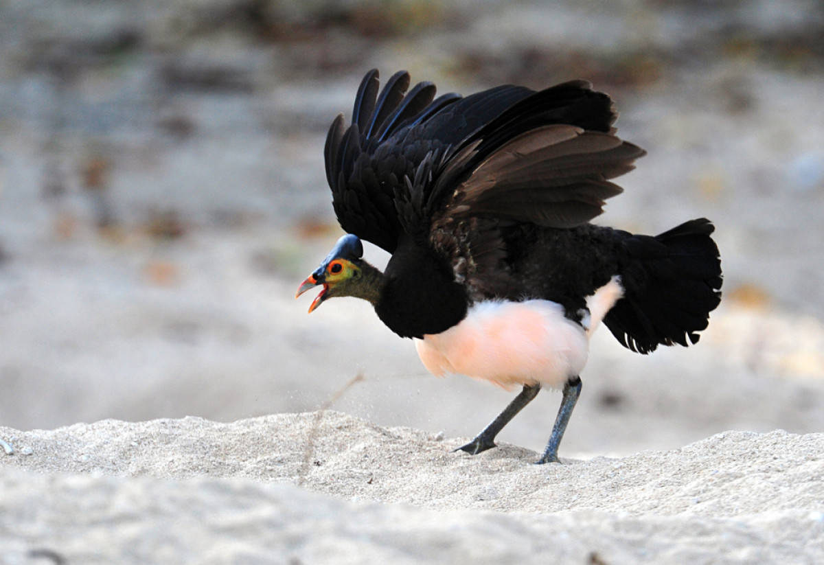 Maleo, Burung Endemik Sulawesi yang Dikenal Setia Pada Pasangannya