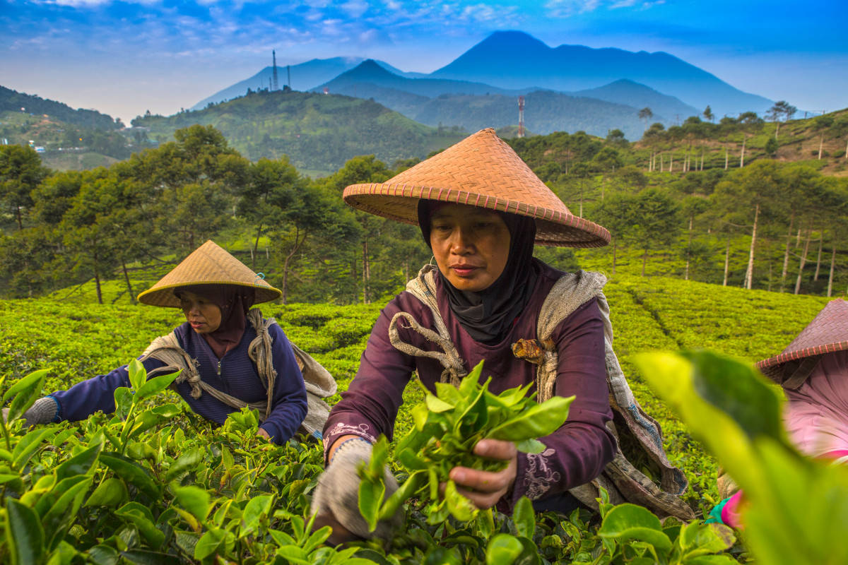 Spiritualisme Berdandan Para Pemetik Teh untuk Pemberi Kehidupan