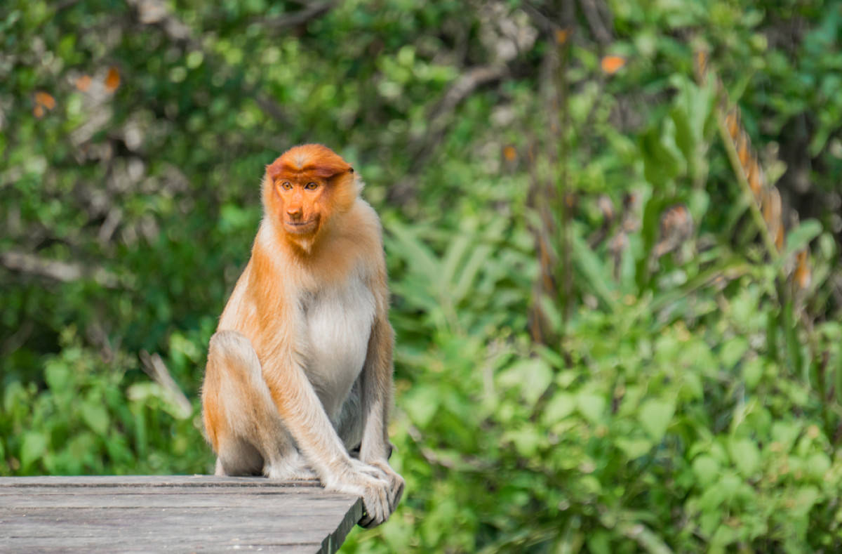 TWA Pulau Bakut, Habitat Bekantan di Bawah Jembatan Barito