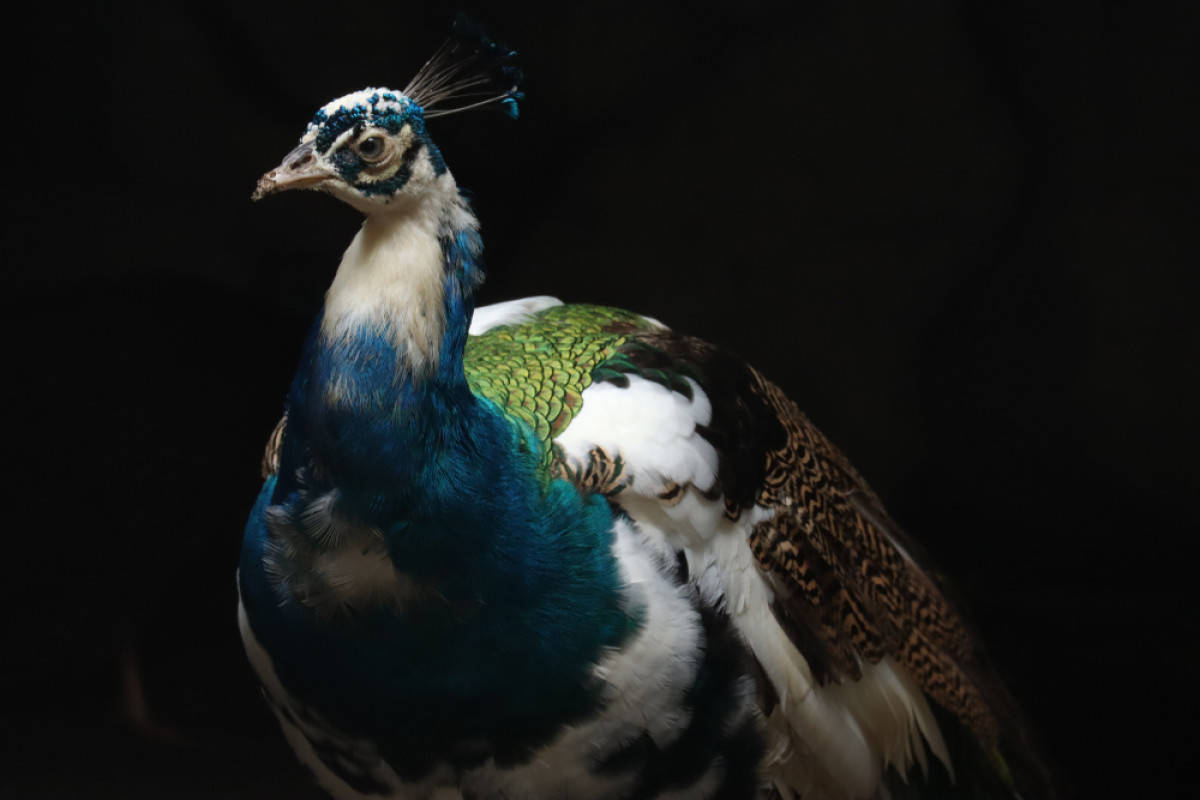 Burung Kuau Raja, Berjuluk '100 Mata' dengan Suara yang Terdengar ...