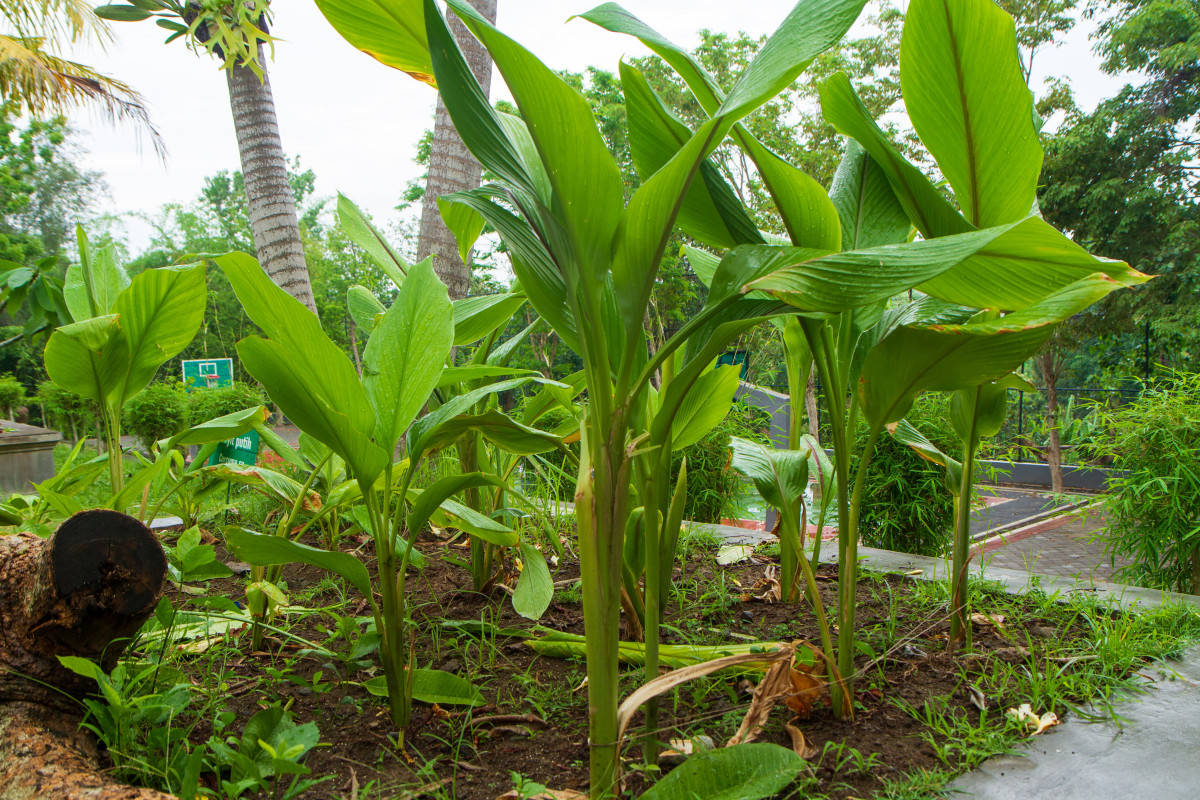 Jenis Tanaman Obat Ini Dapat Ditanam dengan Mudah di Rumah