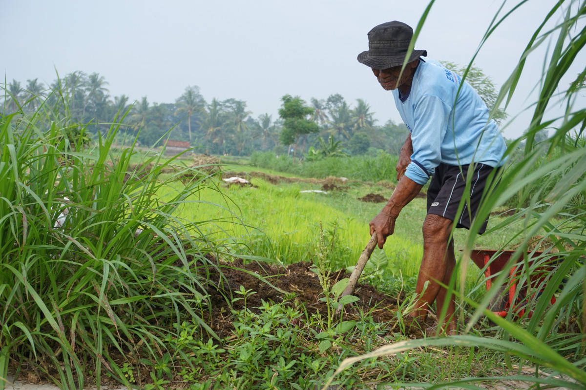 Kisah Suku Marind dari Merauke, Ketika Bertani Menjadi Denyut Kehidupan