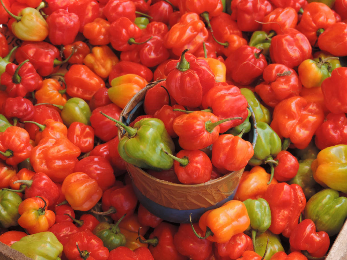 Katokkon, Cabai dengan Sensasi Ekstra Pedas dari Tana Toraja