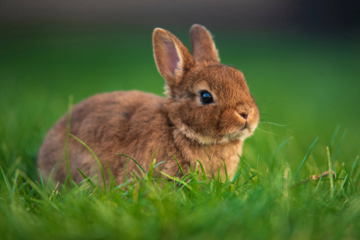 Kelinci Belang Sumatra, Spesies Paling Langka di Dunia Diselamatkan ...