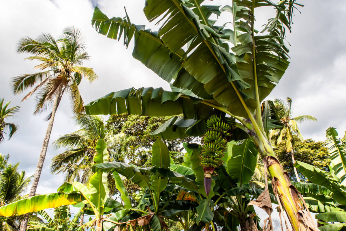 Musa Ingens, Pohon Pisang Raksasa Endemik Papua