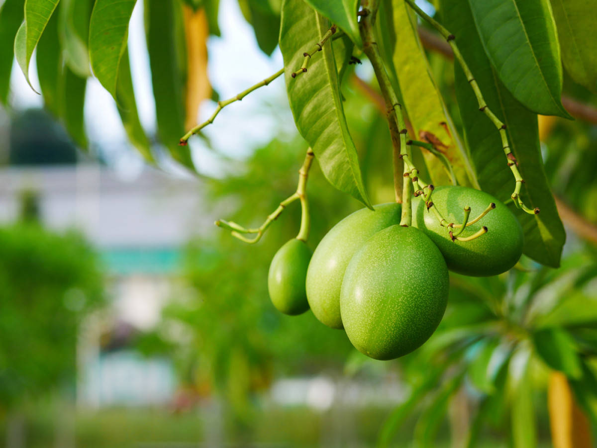 Pohon Bintaro, Tanaman Beracun yang Dapat Dikembangkan Menjadi Energi ...