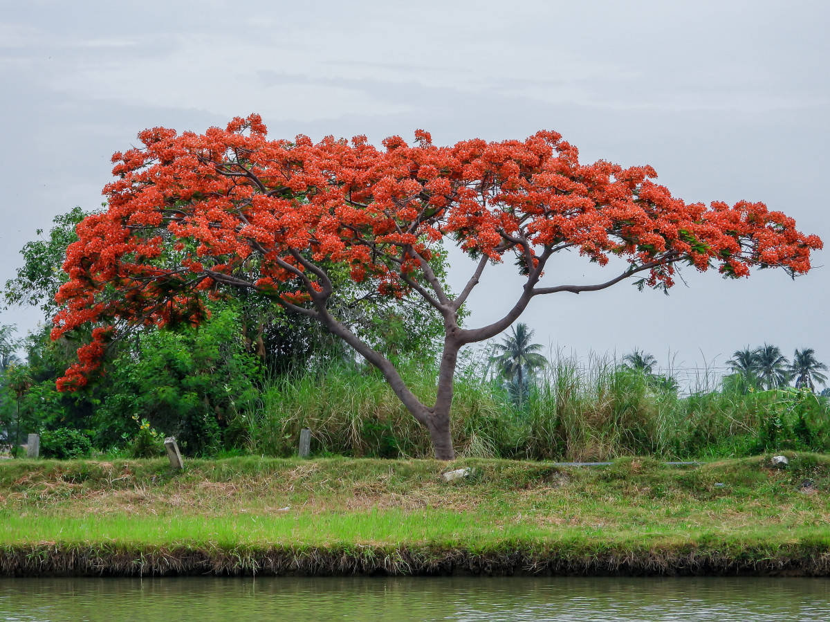 Mengenal Deretan Pohon Bunga Memukau yang Ada di Indonesia