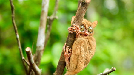 Mentilin, Primata Imut Bermata Bulat yang Jadi Maskot Bangka Belitung