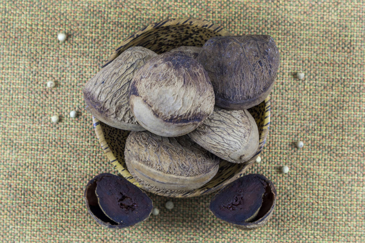 Keluak, Buah Beracun yang Jadi Makanan Favorit Babi Rusa