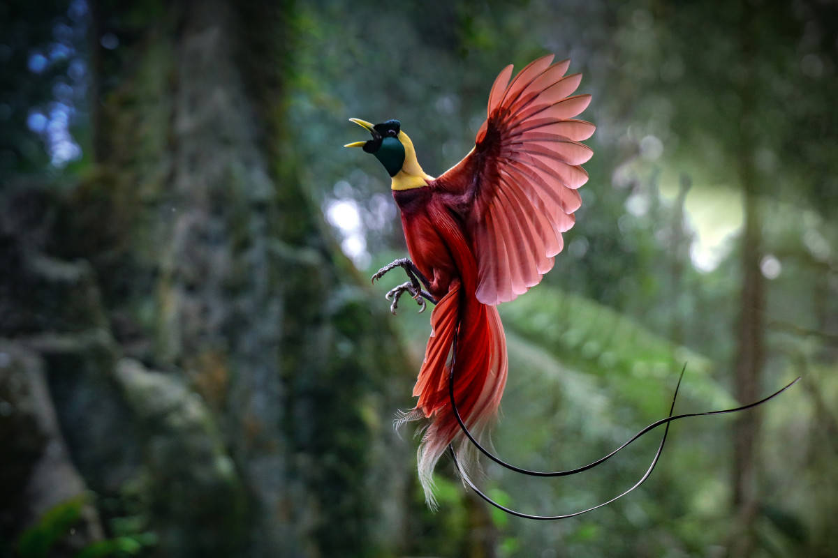 Kehadiran Cendrawasih dan Pertanda Sebuah Hutan yang Tetap Lestari