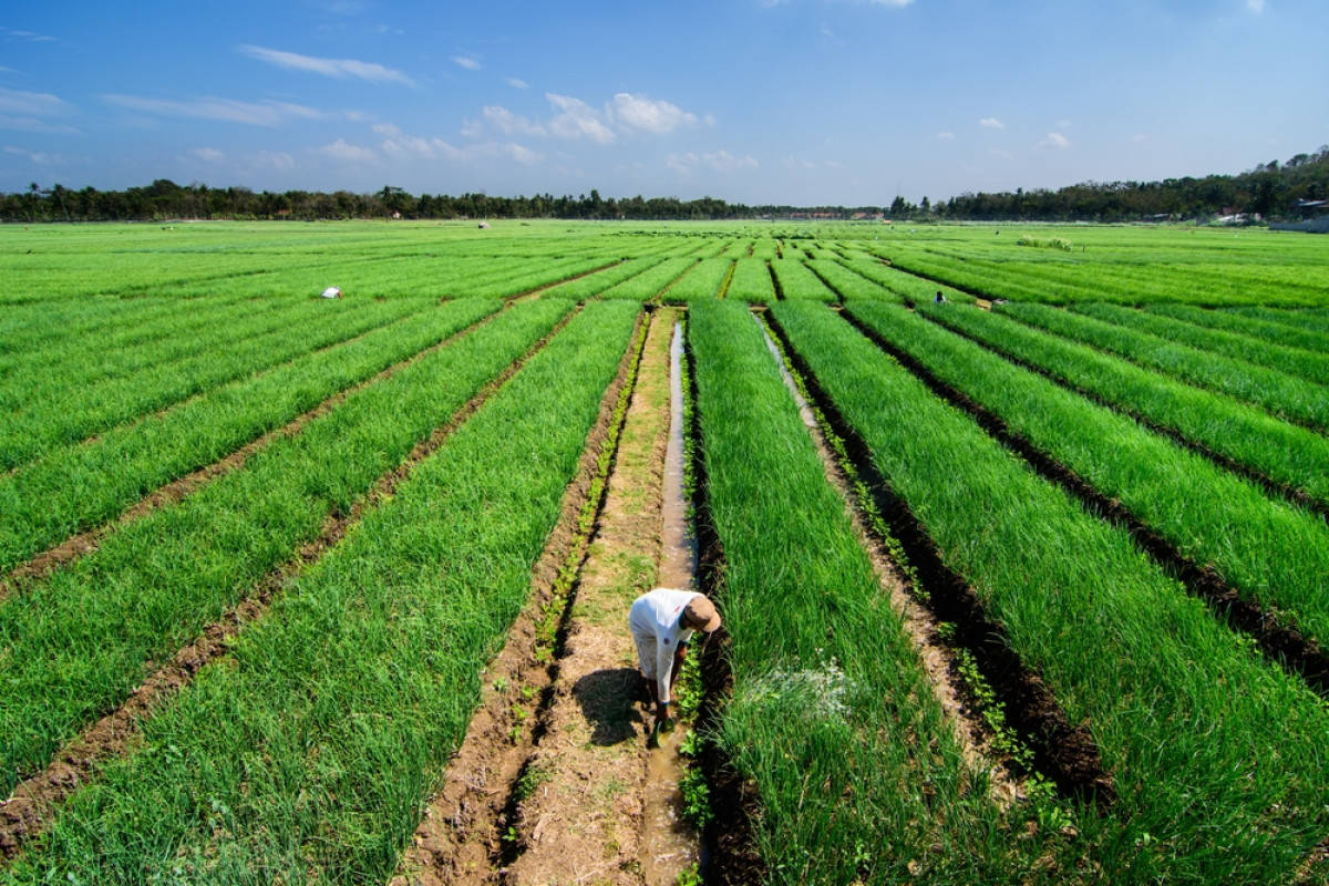 Filosofi Pranata Mangsa, Penanggalan Musim Tanam yang Dekatkan Petani ...
