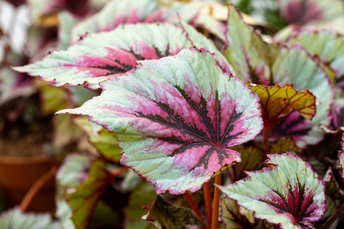Tambah Daftar Flora Indonesia, Peneliti Temukan Dua Spesies Begonia ...