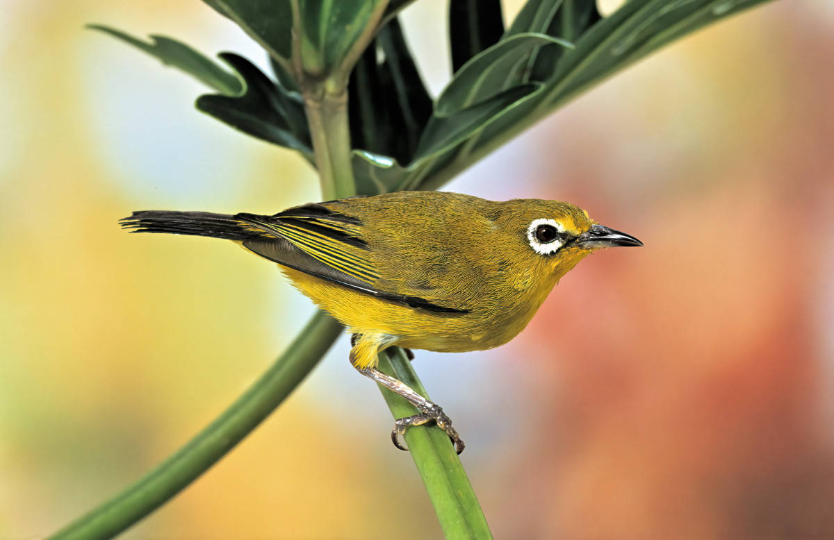 Kenali 7 Burung yang Ada di Kawasan Ranca Upas, Sudah Pernah Lihat?