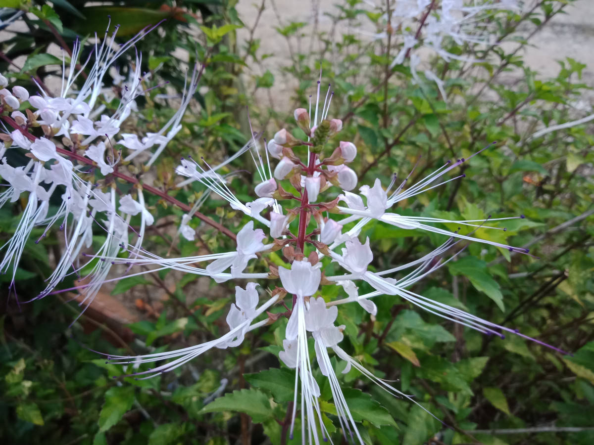 Mengenal 5 Tanaman Obat yang Banyak Diandalkan untuk Mencegah Penyakit ...
