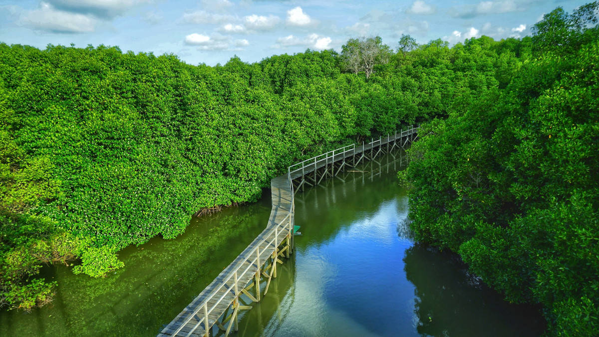 Ada Indonesia, Ini Daftar 5 Negara dengan Hutan Mangrove Terbesar di Dunia