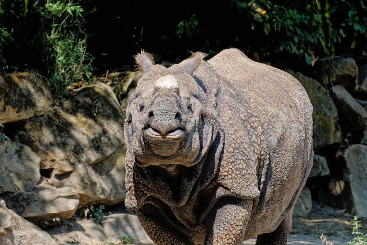 Jadi Maskot Piala Dunia U-20, Bagaimana Kehidupan Badak Jawa Saat Ini?