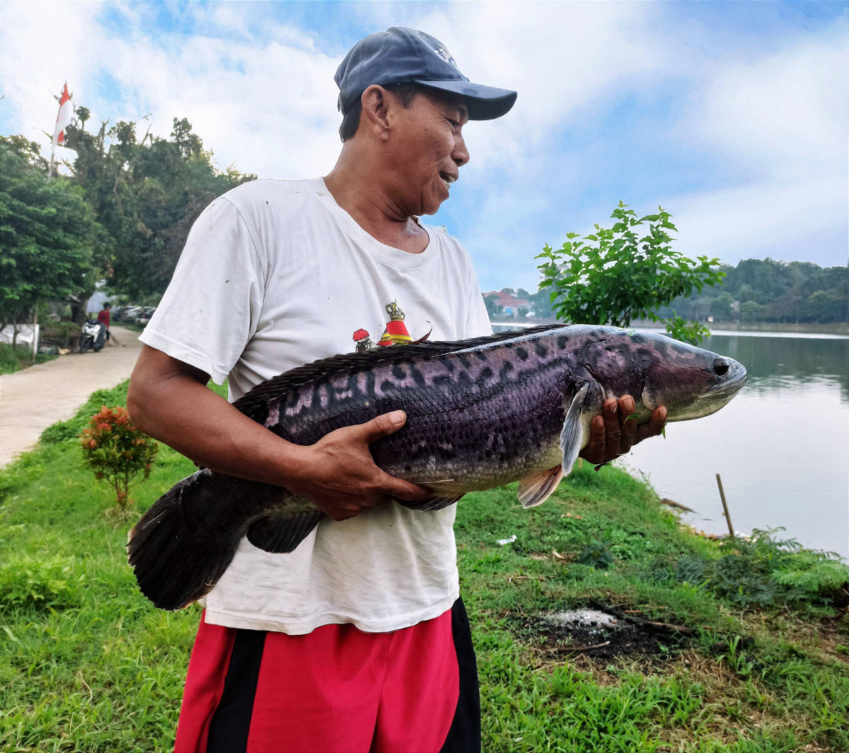 Endemik dan Populer, Mengenal 3 Spesies Gabus Hias Asli Indonesia