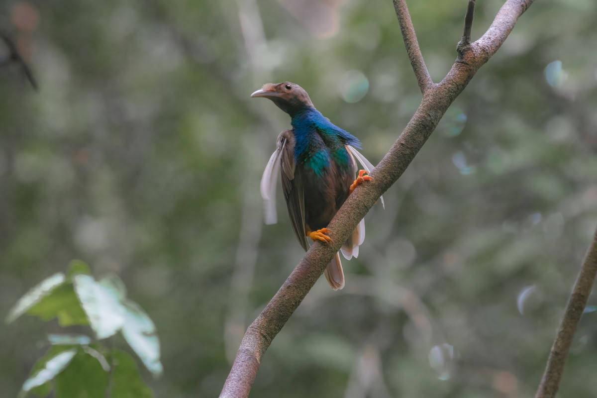 Misteri Burung Bidadari Halmahera yang Pernah Dikagumi oleh Wallace