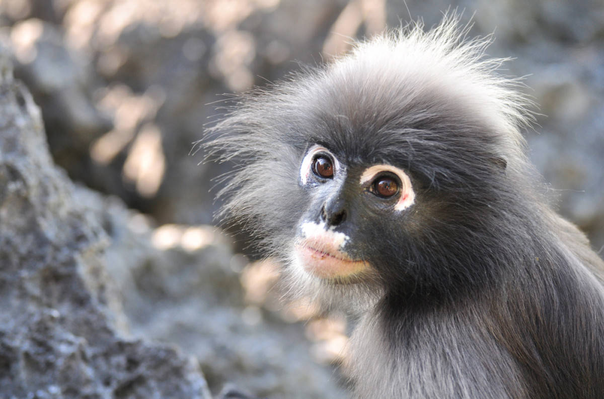 Lutung Simpai, Surili Endemik Sumatra dan Kehidupannya di Alam Liar
