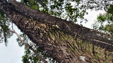 Pohon Nibung, Tanaman Multifungsi yang Jadi Simbol Persatuan Masyarakat ...