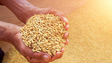 Menumbuhkan Padi Dayang Rindu yang Dirindukan Masyarakat Musi Rawas