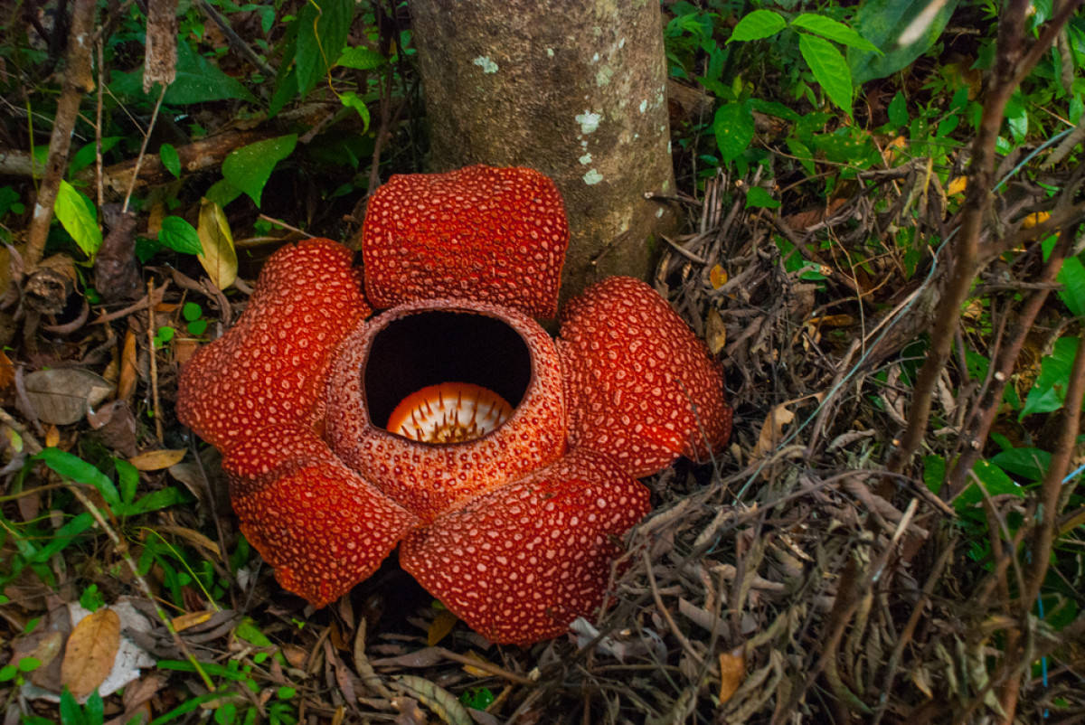 Pertama Kalinya di Dunia, Rafflesia Arnoldii R.Br Mekar di Luar Habitatnya