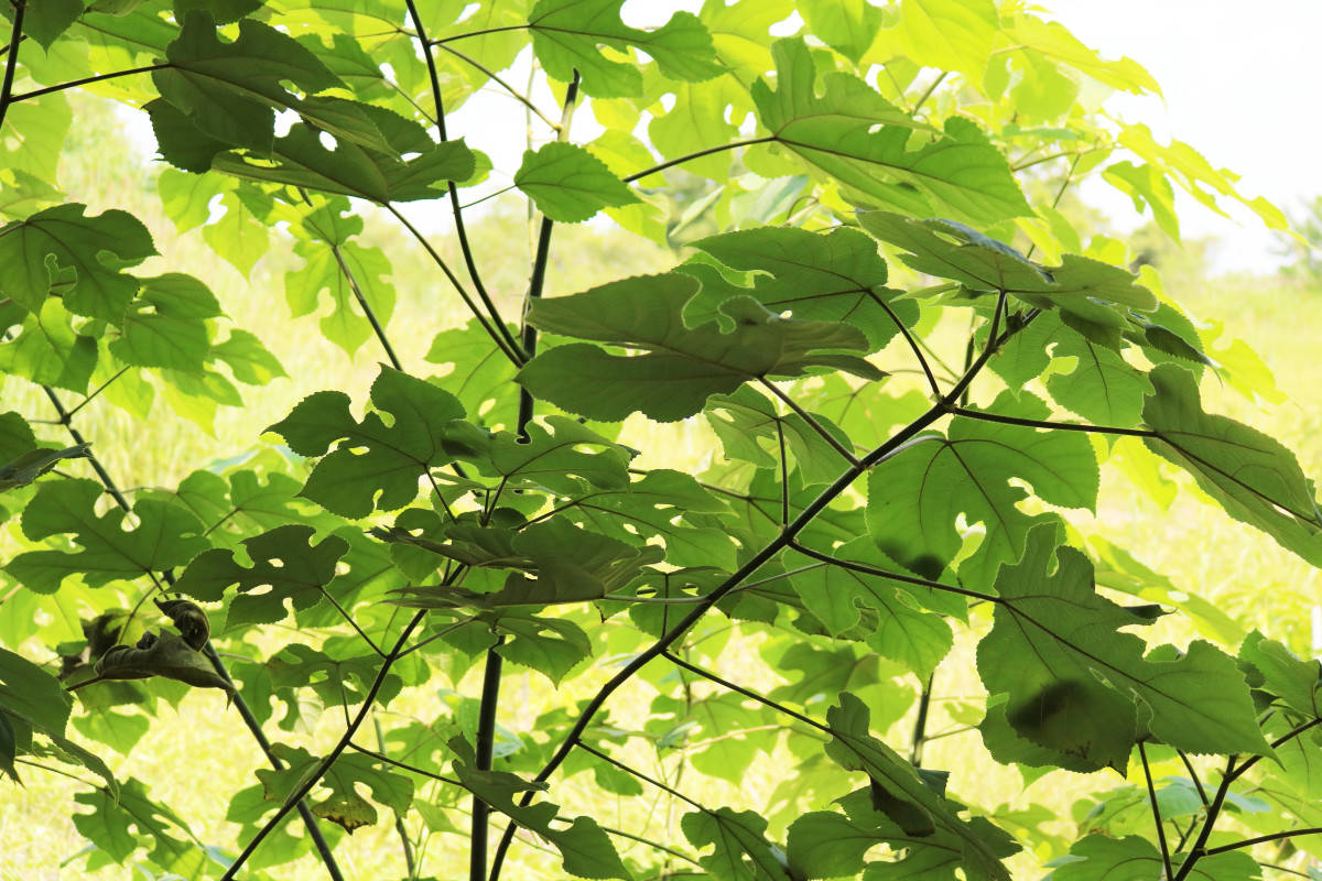 Pohon Daluang: Penghasil Kertas Kelas Dunia yang Bawa Kesejahteraan