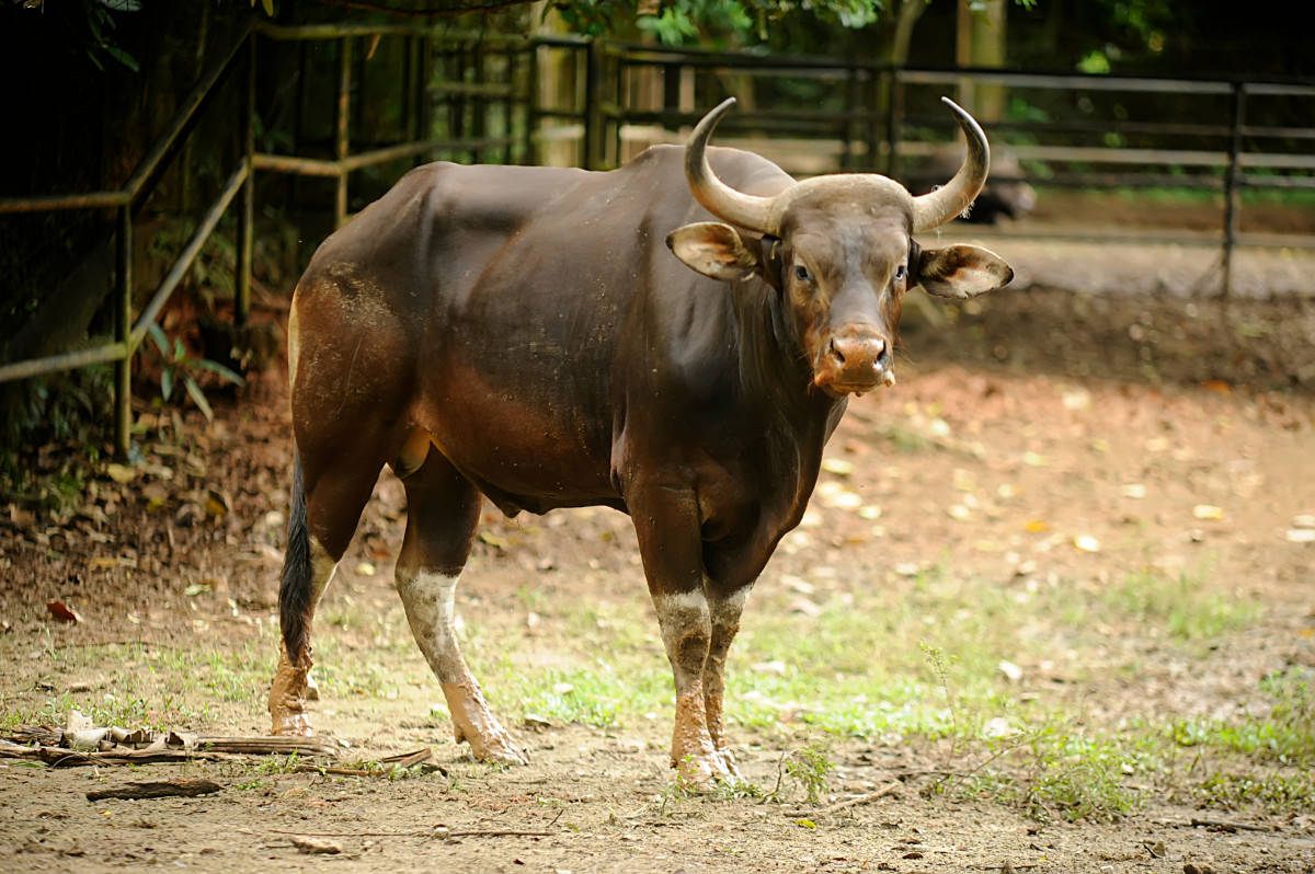 Mengenal Banteng Asli Indonesia, Nenek Moyang Sapi Bali yang Terancam Punah