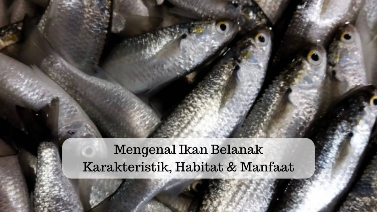Mengenal Ikan Belanak : Karakteristik, Habitat dan Manfaat