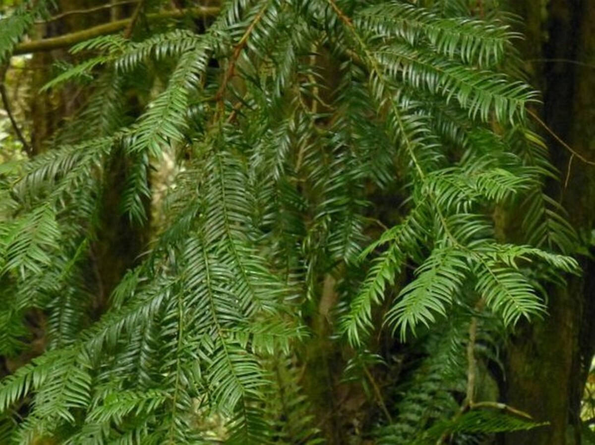 Cemara Sumatra, Tumbuhan Langka yang Mengandung Zat Antikanker