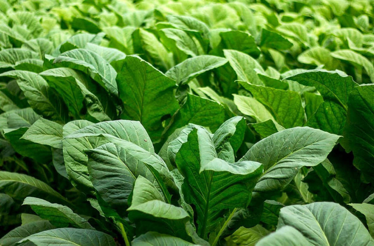 Ragam Olahan Daun Tembakau yang Perlu Kamu Ketahui